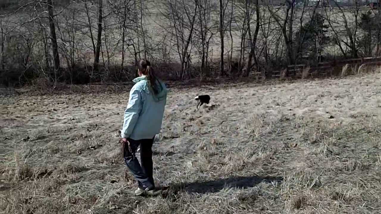 Ripp and Gypsy peeing at UKI Agility 3 1 14 - YouTube