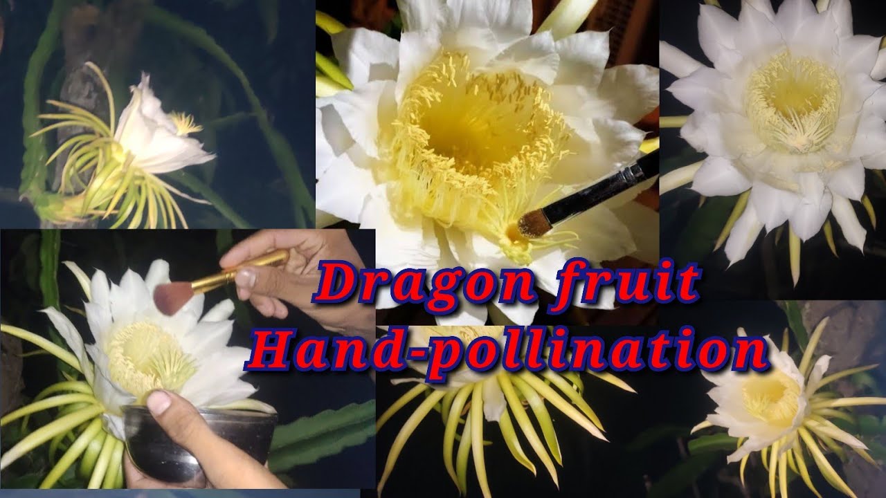 Matou Karamna Dragon fruit ta hand pollination tougadage | How to hand ...