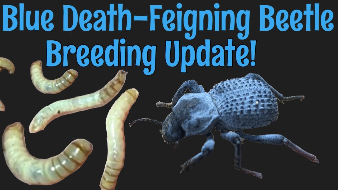 Blue Death-Feigning Beetle Breeding Update - YouTube