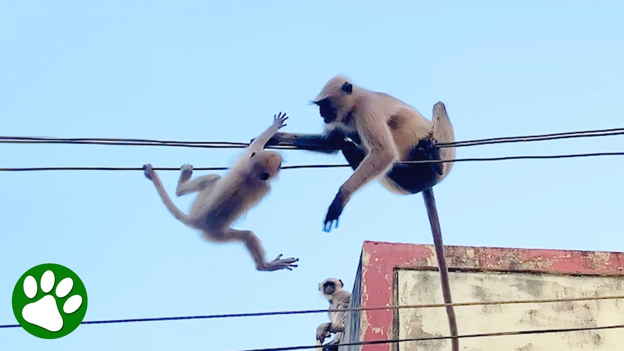 Monkey takes brave leap to save her baby from power lines - YouTube