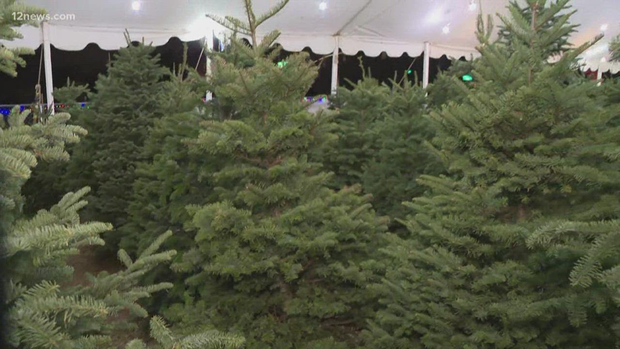 Christmas tree scams running amok as the holiday season nears - YouTube