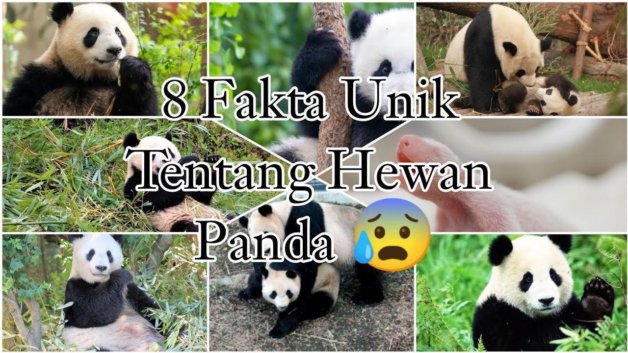 8 Fakta Unik Tentang Hewan Panda 😱 - YouTube