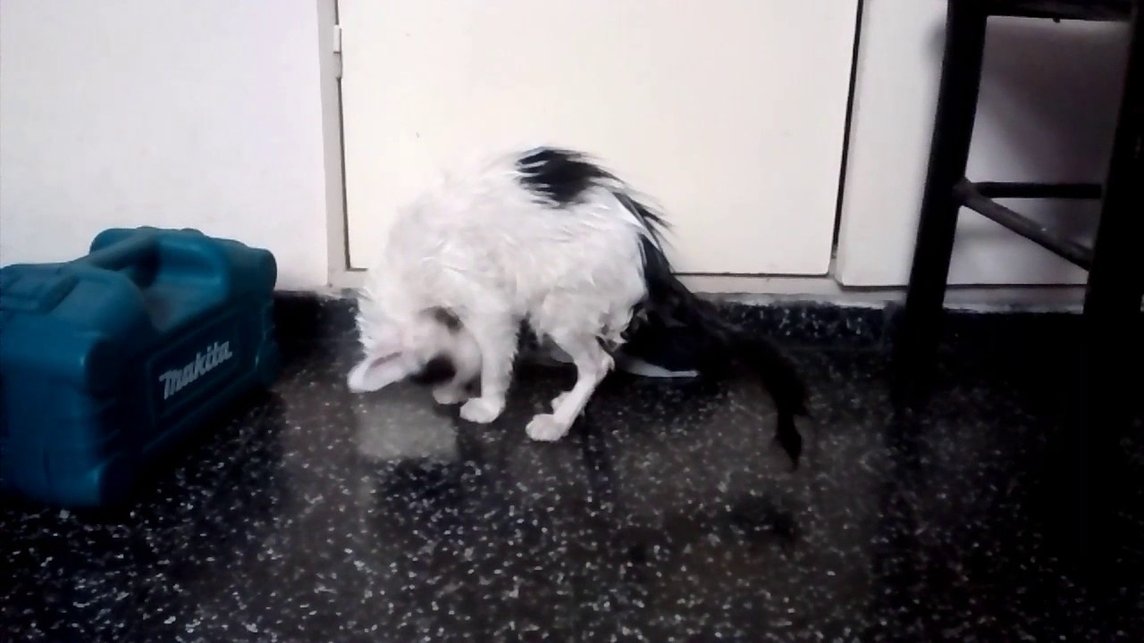 La gata bañada - YouTube