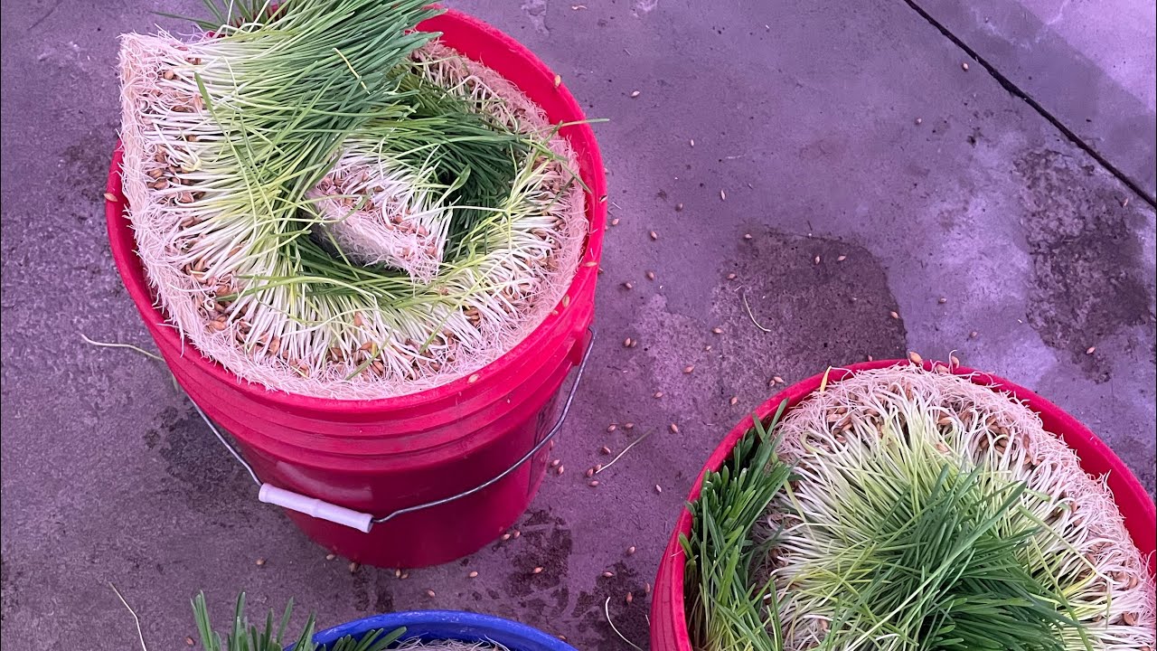 Growing fodder for farm animals year round in Albert Canada - YouTube