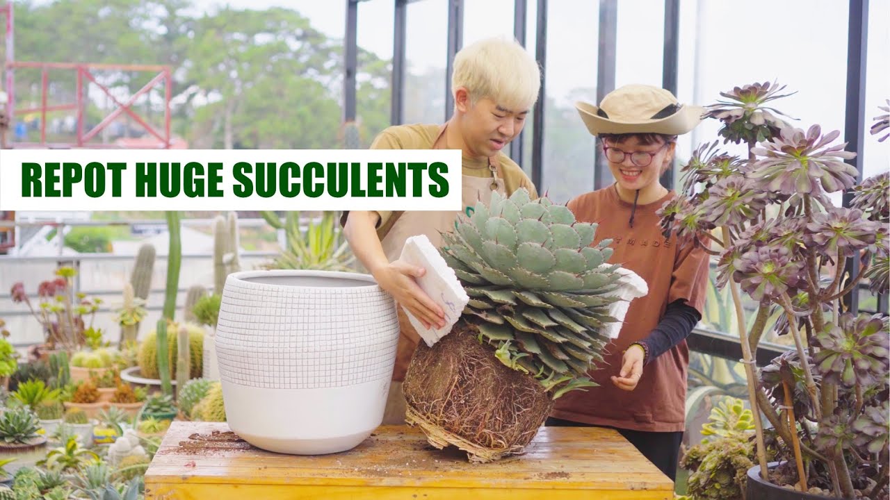 Repot HUGE Succulents & Cactus // Joy Garden Succulent - YouTube