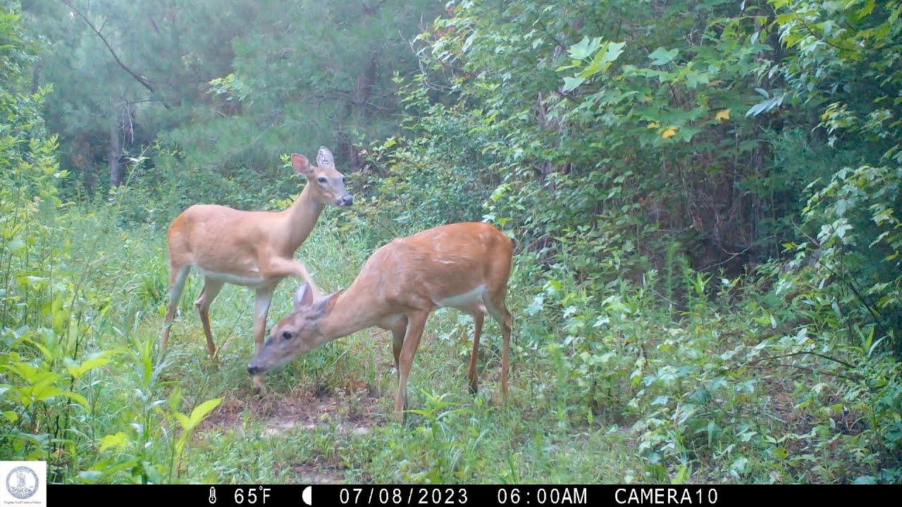Fawn gets jumpy at watering hole. Fawn at stream. Deer time at mineral ...