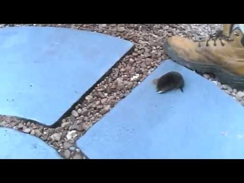 Mole found dancing !!!!!! - YouTube