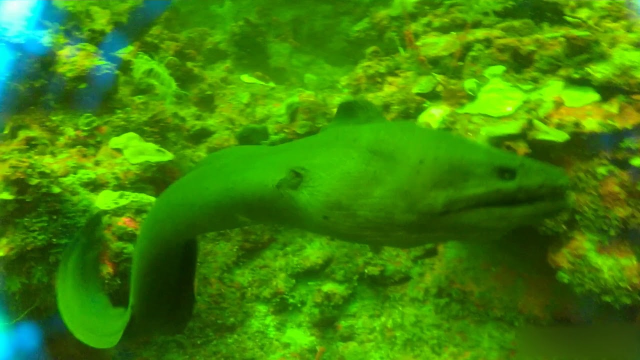 One Eyed Moray Eel - YouTube