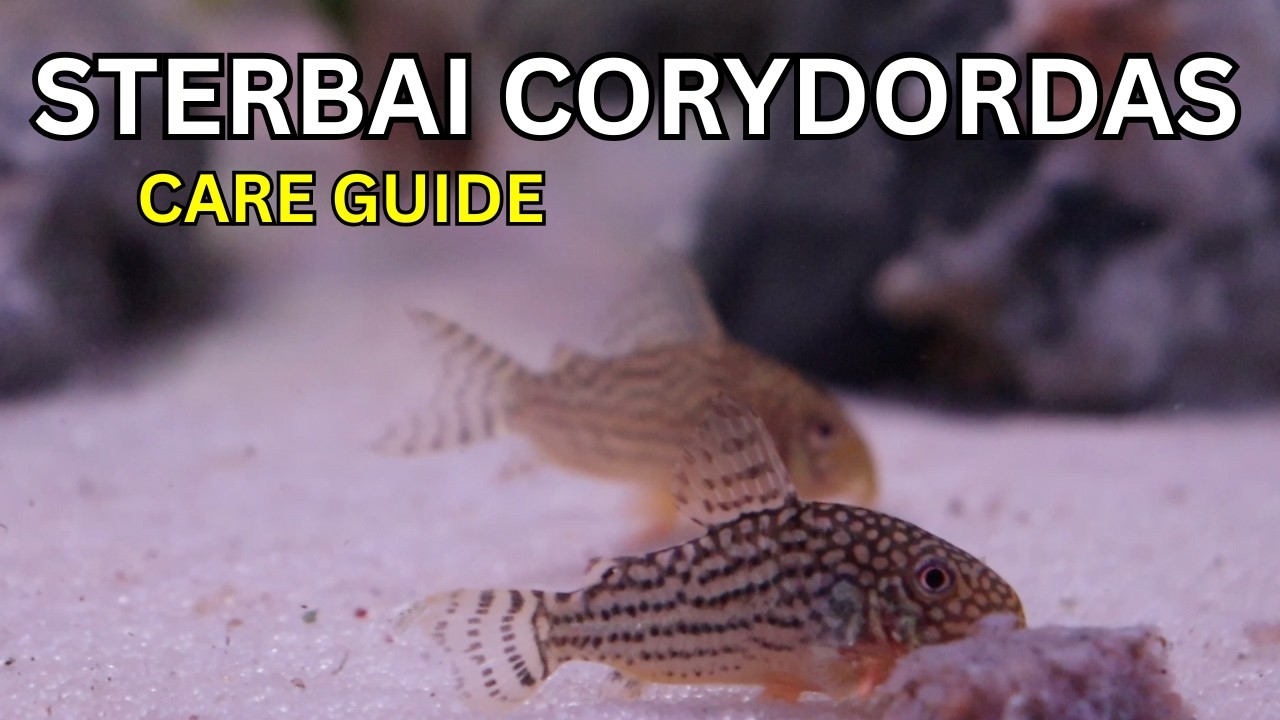 Sterbai Corydoras Spotlight | Care, Breeding, and Why They’re My ...