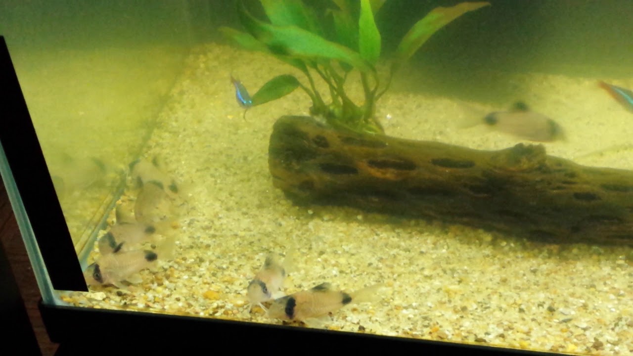Panda Cory mating behavior - YouTube
