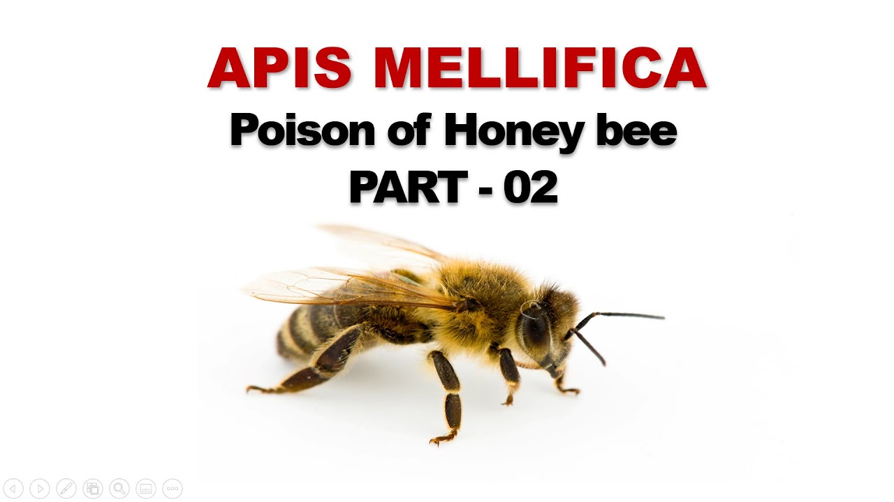Apis Mellifica | Part - 02 | Uses | Sign & Symptoms | Homeopathic ...