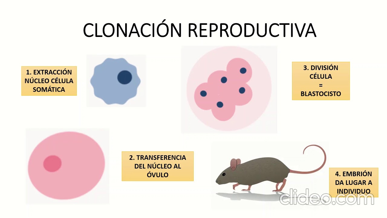143. TRANSFERENCIA NUCLEAR. Alba Martín Simón - YouTube