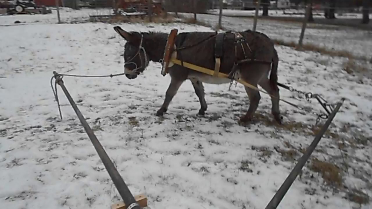 Donkey Corn Shelling Mill Protype - YouTube