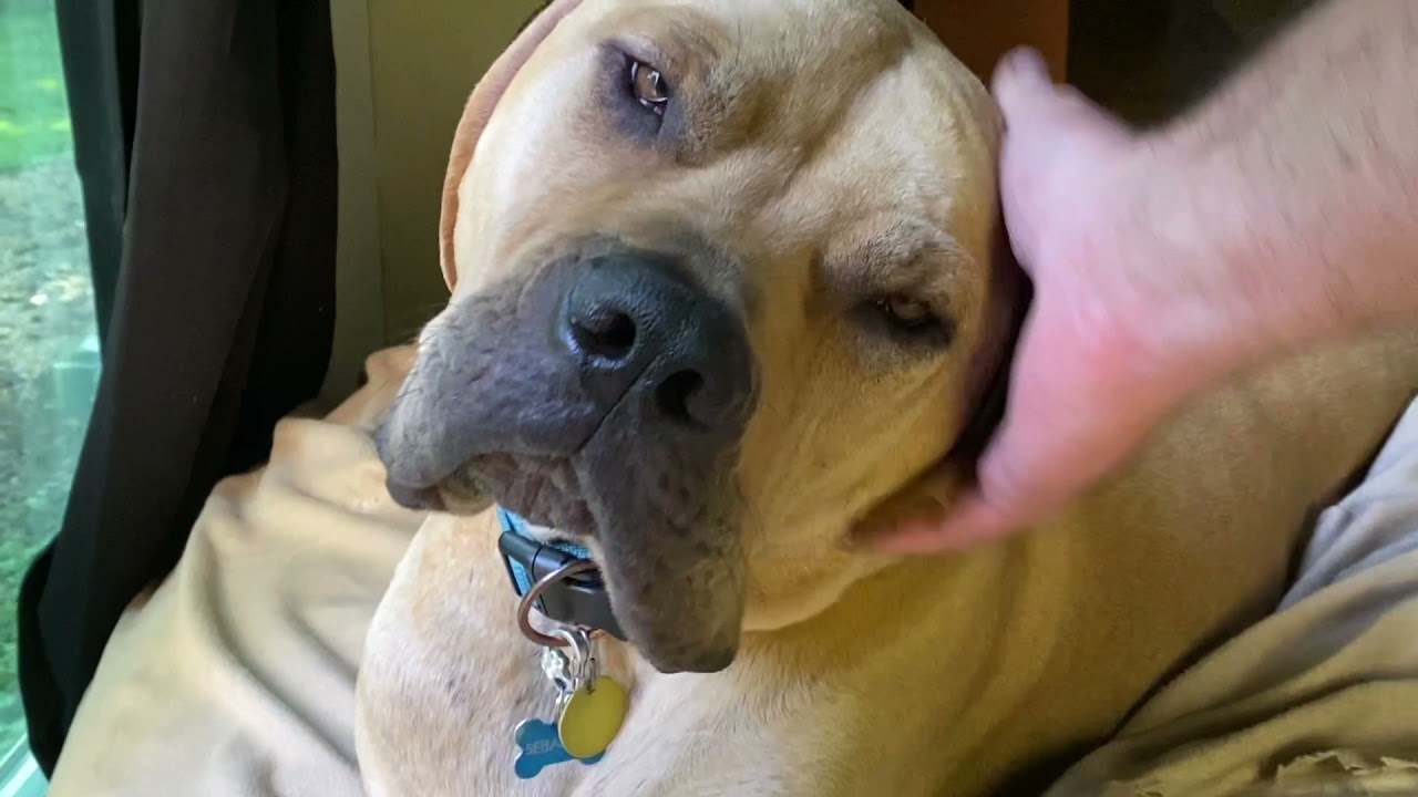 Fierce Mastiff LOVES Ear Rubs - YouTube