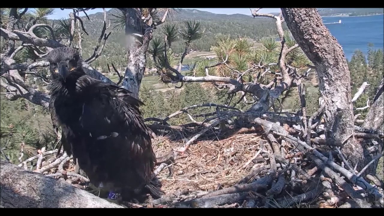 6-12-19 Big Bear Eagles~ Simba Snites! - YouTube