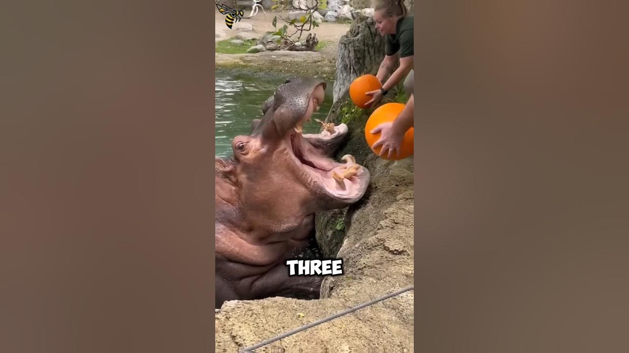 Animals That Can Explode After Death! #animalfacts #wildlife #facts ...