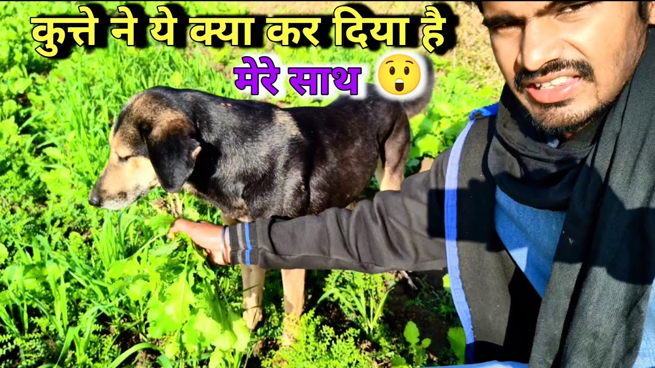 कुत्ते ने यह क्या कर दिया है || मेरे साथ ऐसा नहीं होना था || 😱😭😭 - YouTube