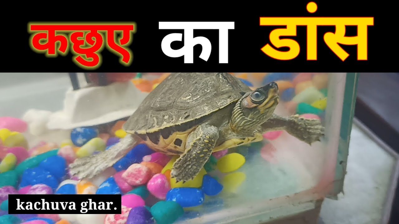 kachuva ka dance , kachuva Kya khata hai , Desi kachuva, pahadi kachuva ...