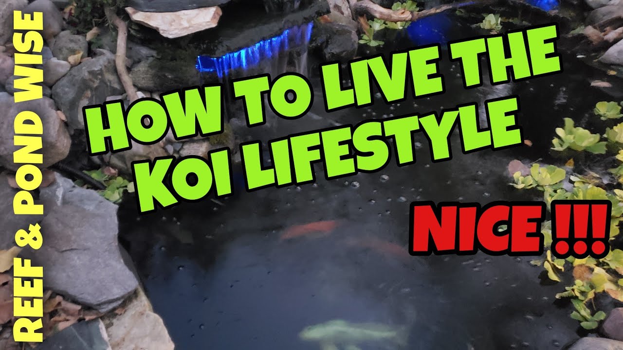 KOI LIFESTYLE. KOI POND HOBBY IS THE BEST! - YouTube