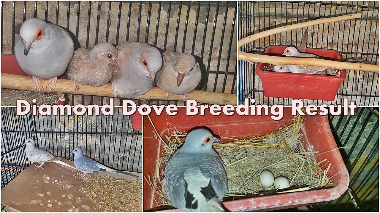 Diamond Dove Breeding Result | Diamond Dove Breeding Progress | Dove ...