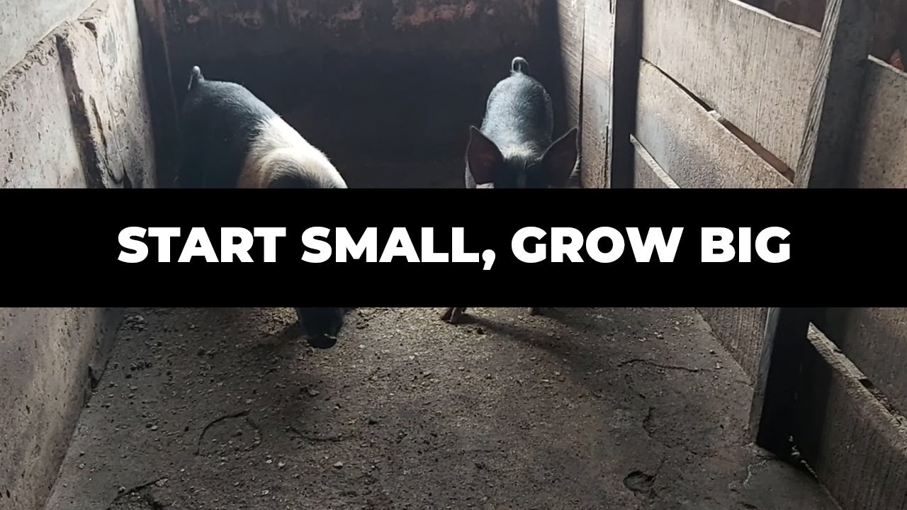 Start Small, Grow Big the Ultimate Guide for A Profitable Pig Farm Business. - YouTube
