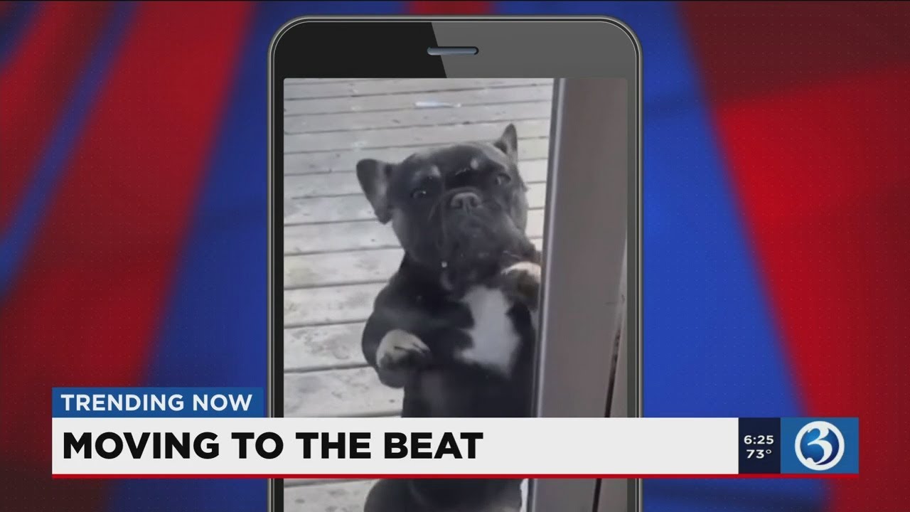 TRENDING NOW: Dog and woodchuck, dog dance, dog excited to see grandma ...