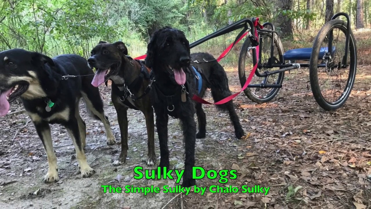 Dog Sulky