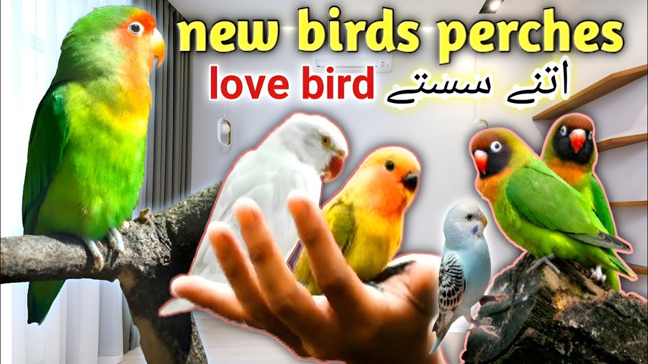 Love Bird Aur BUDGIES Finally 😍Ghar Le Aaye | Love birds at low prices - YouTube