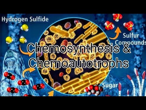 chemosynthesis | life processes class 10 part 5| chemosynthesis definition and meaning - YouTube
