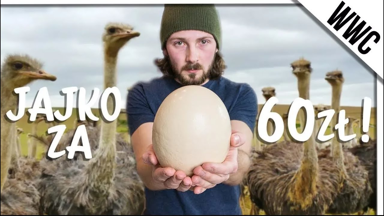 JAJKO ZA 60ZŁ! Ft. Dominik Bos - YouTube