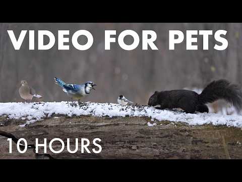 Relaxing Cat TV for Pets and People 🐱 - Birds and Squirrels in a Snowy Forest - Feb 23, 2026