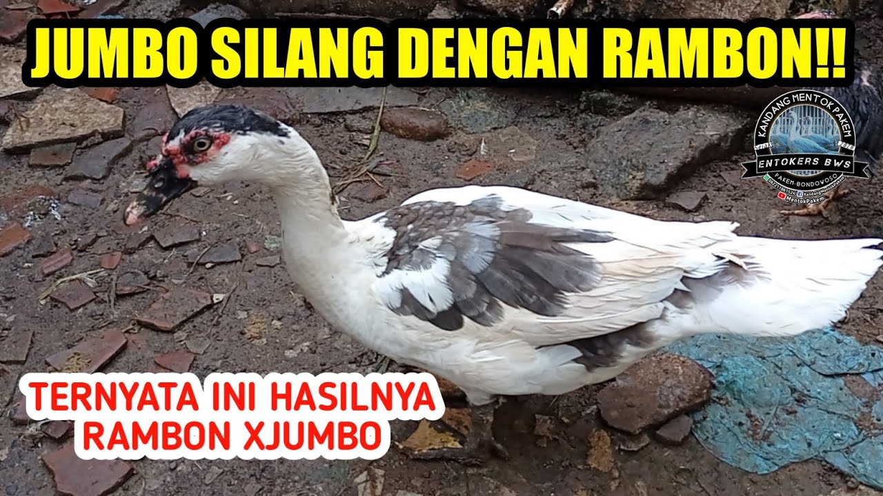 INI HASILNYA!!! PERSILANGAN ANTARA ENTOK JUMBO DAN RAMBON MENJADI ENTOK ...