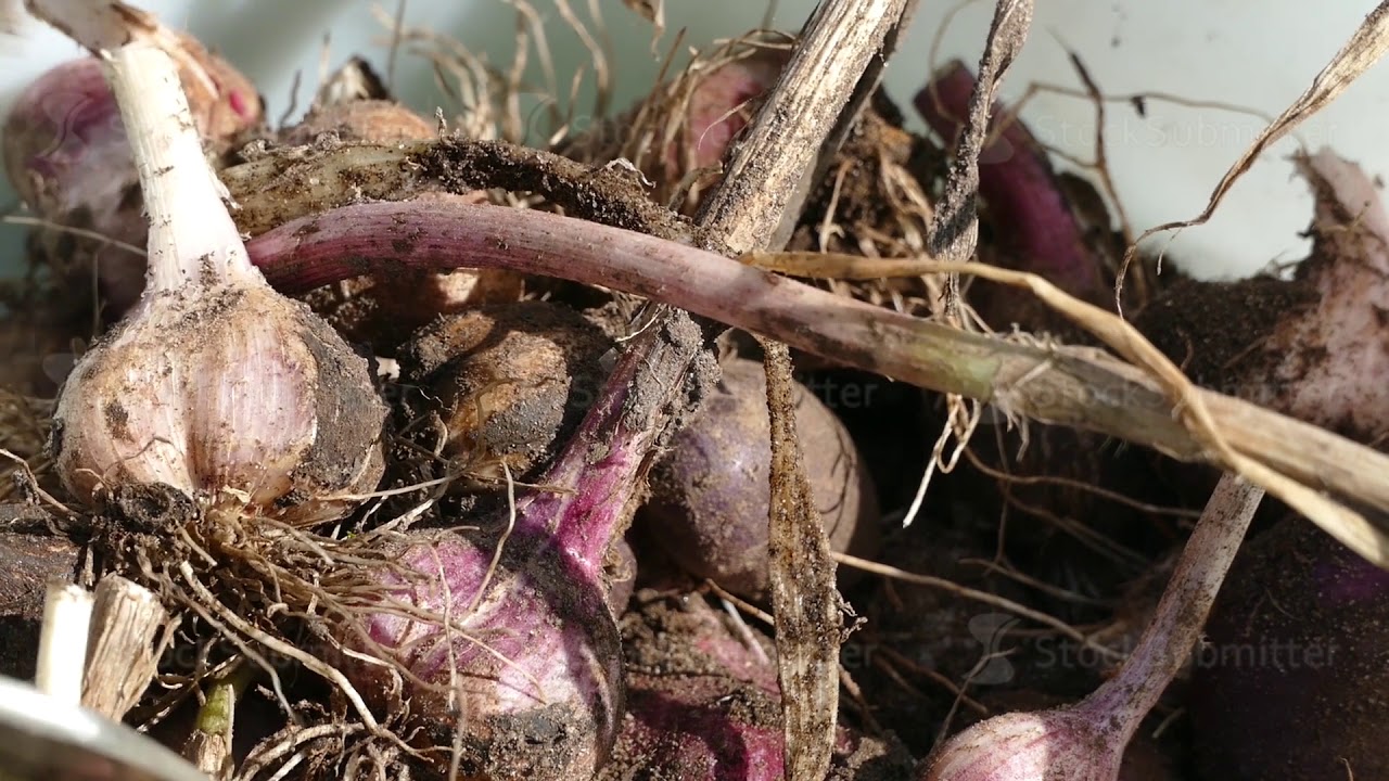 Pruning of garlic with scissors - YouTube