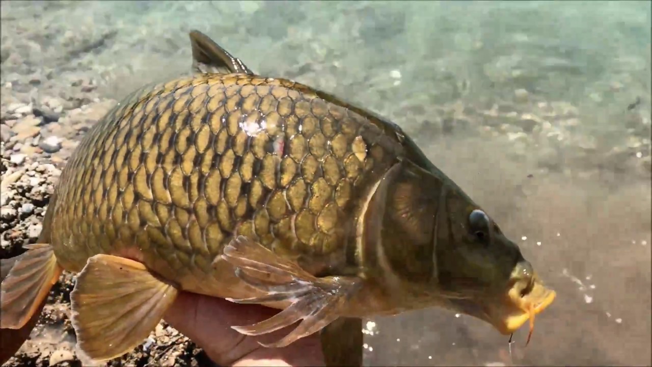 Auf Karpfen angeln mit der Stipprute - YouTube