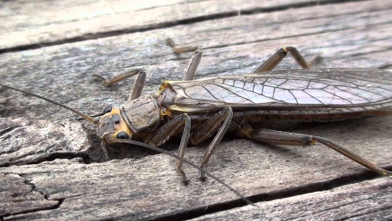 Common Stonefly (Perlidae: Hesperoperla?) - YouTube
