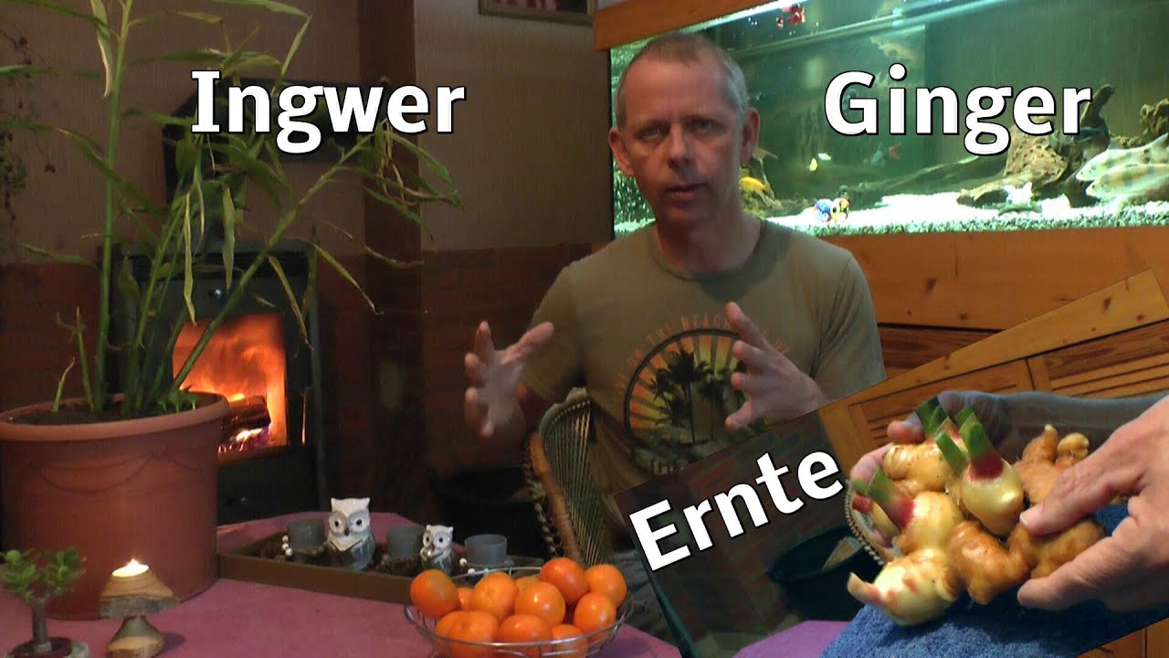 Ingwer Ernte - YouTube