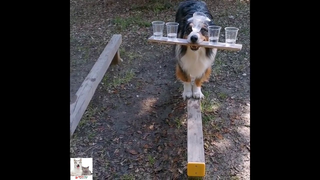Dog balances cups of water while walking beam - Brain Training - YouTube
