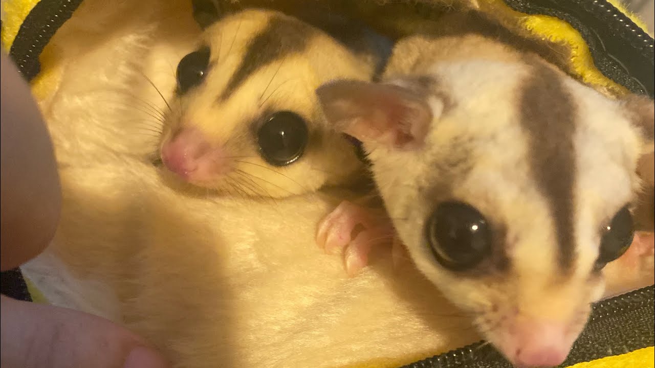 DIY safe Nectar pod recipe for sugar gliders - YouTube