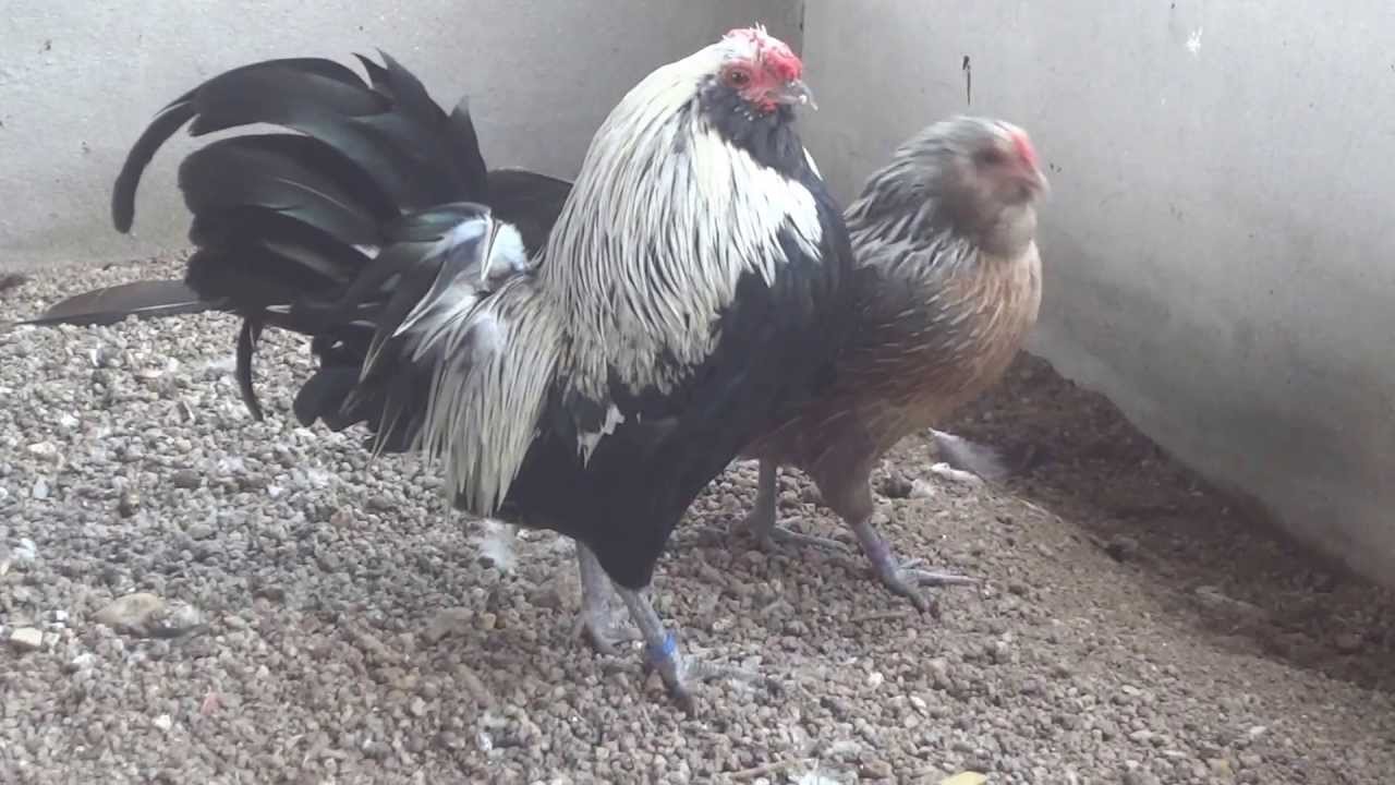 Ornamental Chicken - Silver Duckwing Antwerp Belgium - YouTube