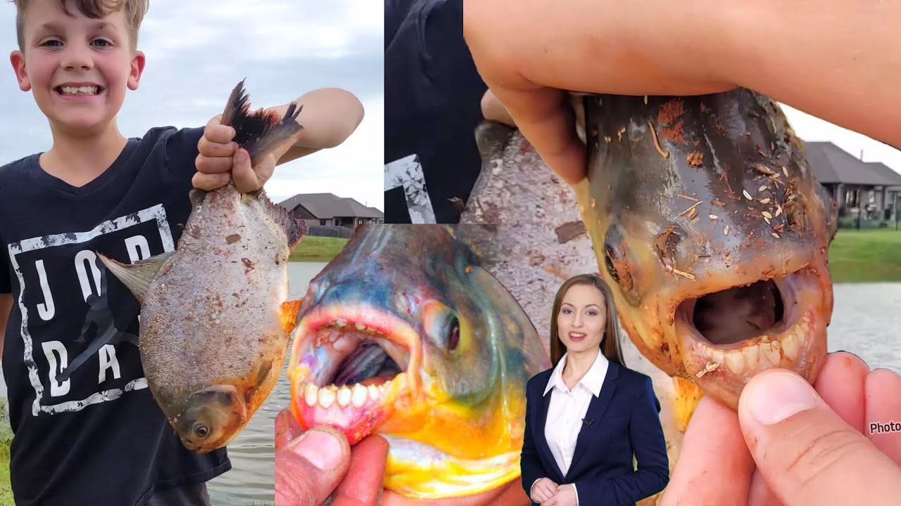 Unbelievable Aquatic Anomaly: The Enigma of Fish with Human Teeth - YouTube