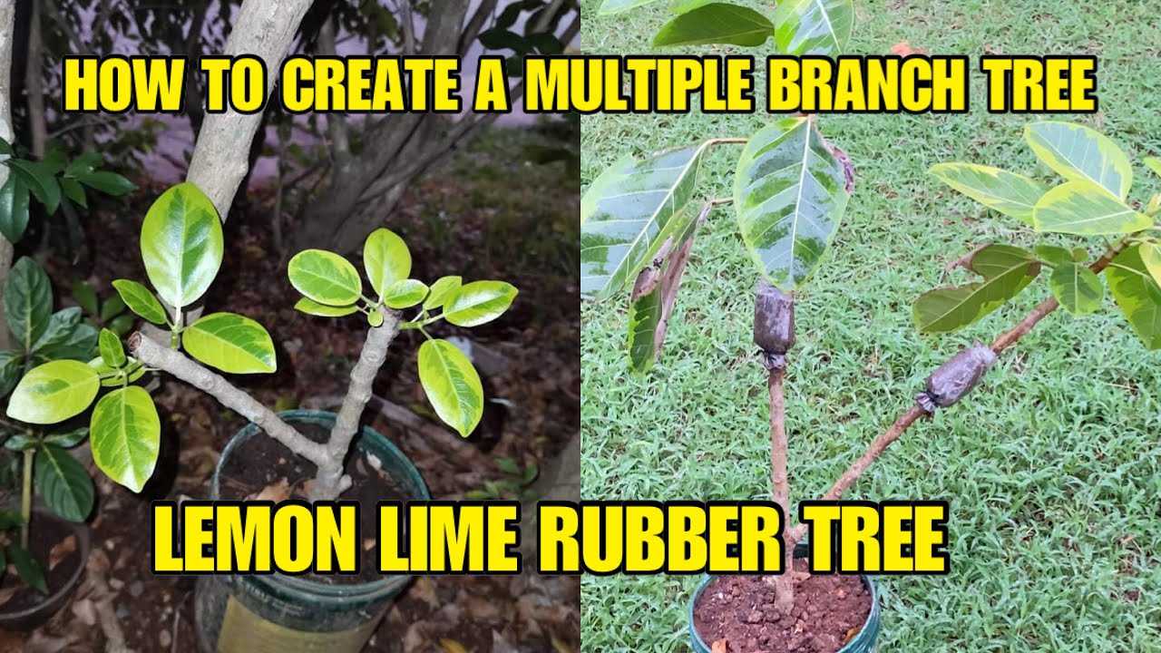 HOW TO CREATE MULTI-BRANCH TREE | RUBBER TREE - YouTube
