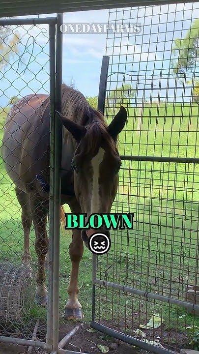 A Horse Named Willow Chicken Coop Cover Blown #chickens #farmlife # ... A Horse Named Willow Chicken Coop Cover Blown #chickens #farmlife # ...