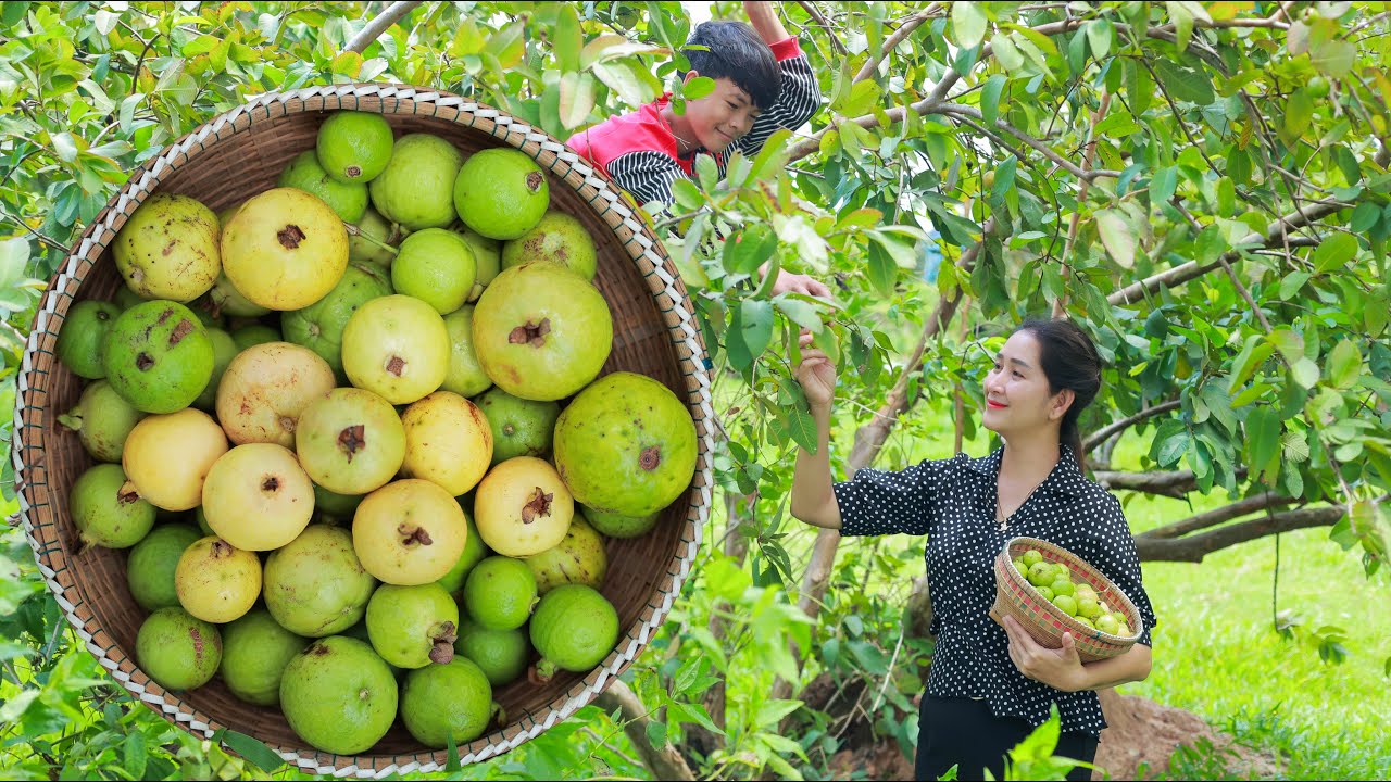 Sweet guava pick for eating | Harvest guava | Fruit eating - YouTube