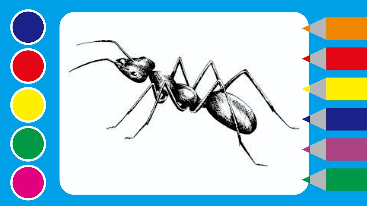 🔴 Drawing the Ant / Semut / نملة 🖌🖌🐜🐜 - YouTube