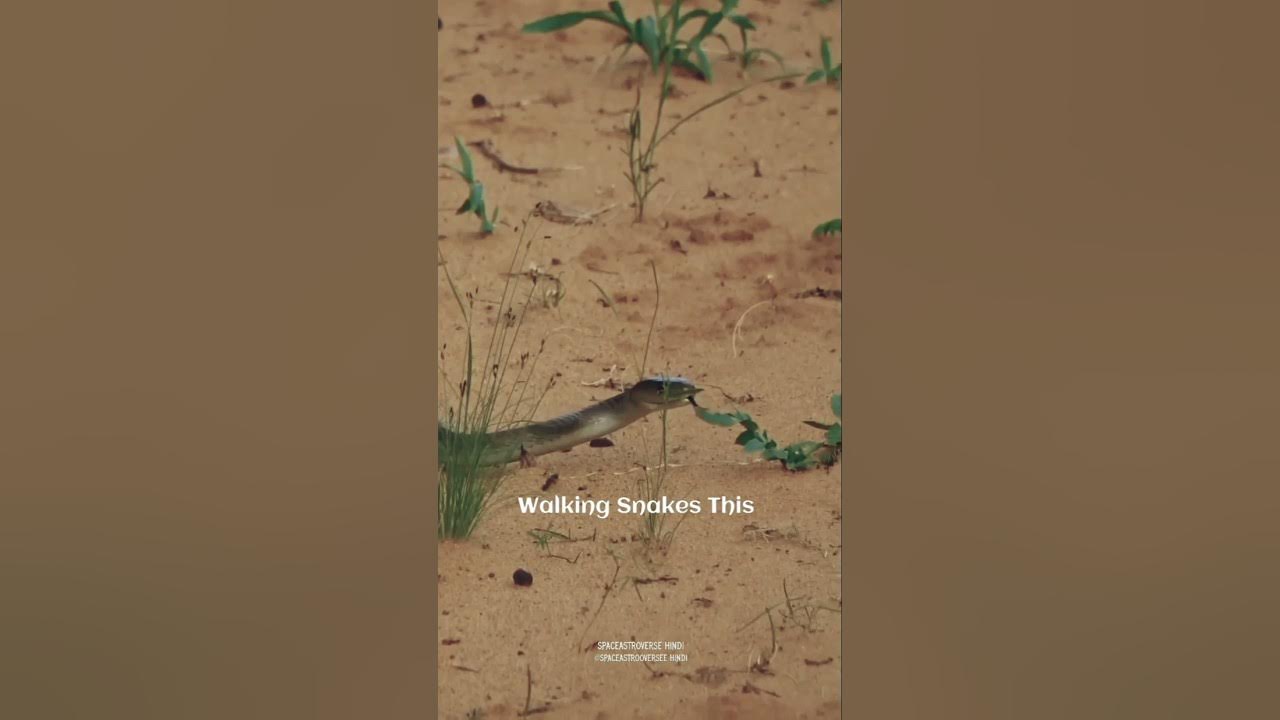 Snake black mamba attack #science #sciencefacts - YouTube