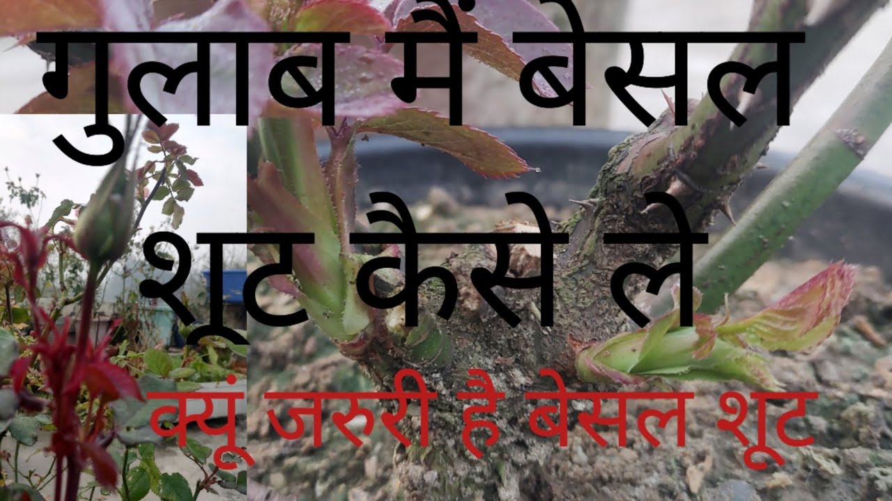 Basal shoot at your rose plant #Rose plant care #Hybrid rose plant ...