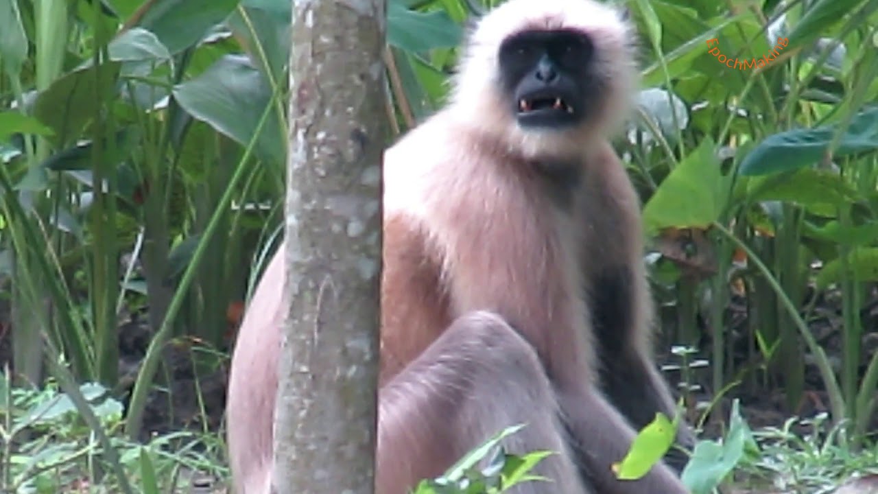 Angry Alpha male Langur Monkey Facial expression - YouTube