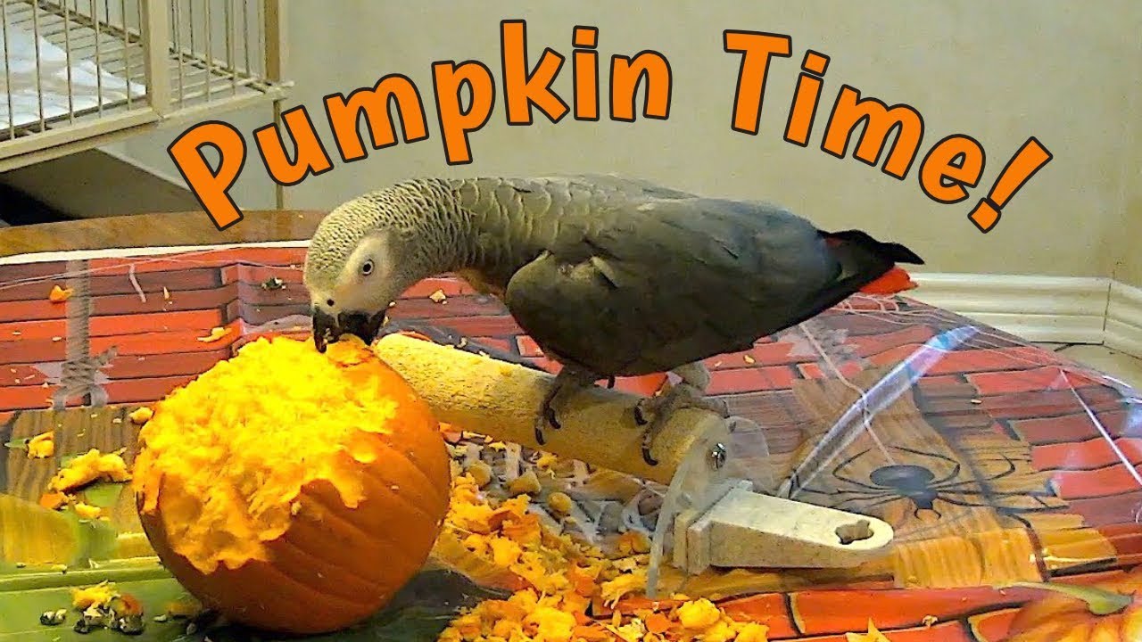 Pumpkin Time with Einstein Parrot - YouTube