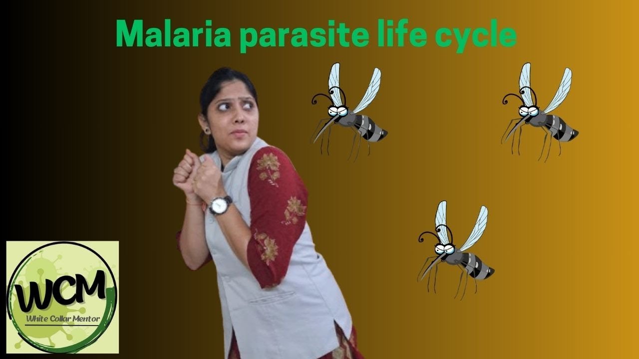 Malaria parasite life cycle in 15 mins | Class 12th | NEET | B.Sc ...