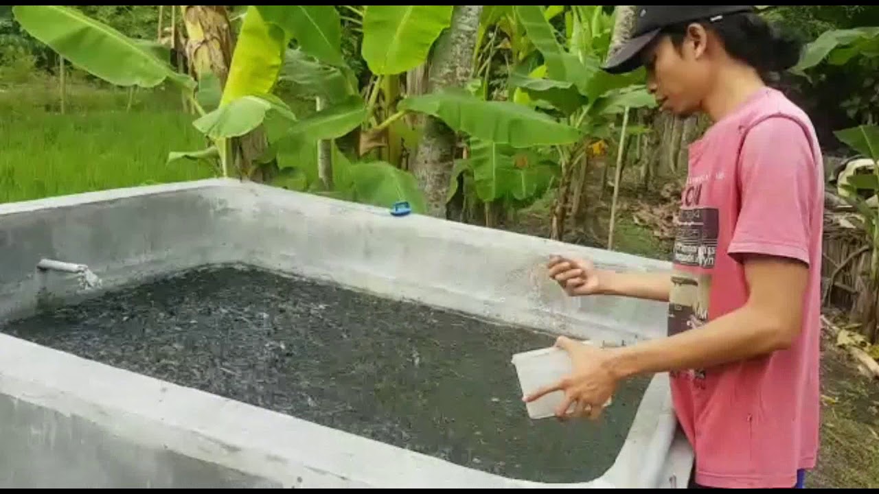 PEMBUDIDAYA LELE KABUPATEN BOJONEGORO - YouTube